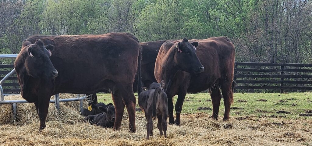 Wagyu Beef - River's Bend Ranch